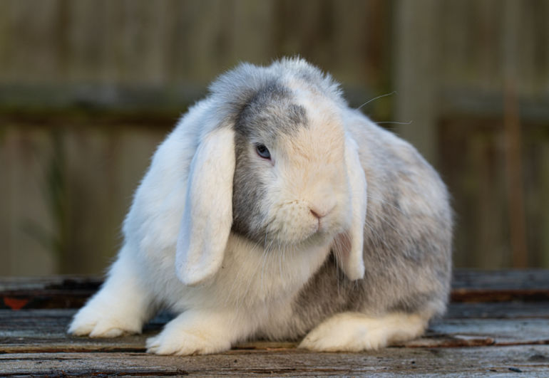 Dorset animal charity inundated with small animals