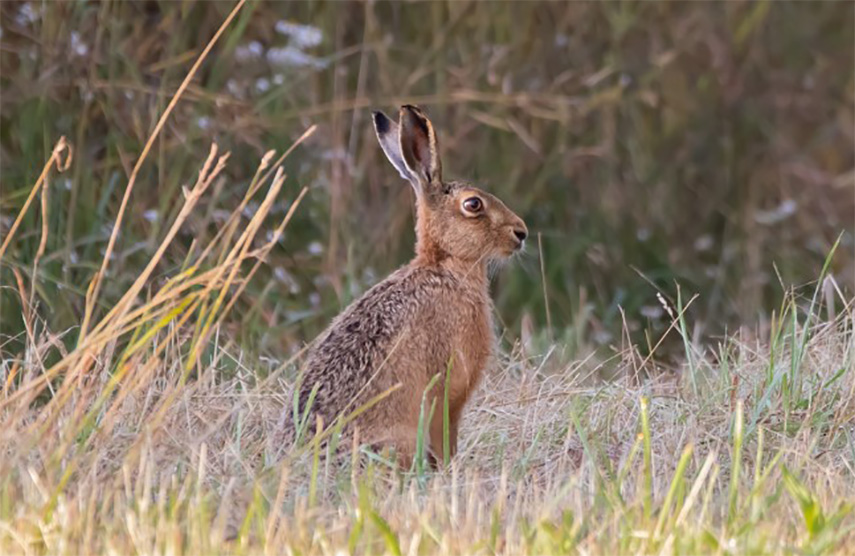 Nature’s footprints through Dorset #10: Brown hare