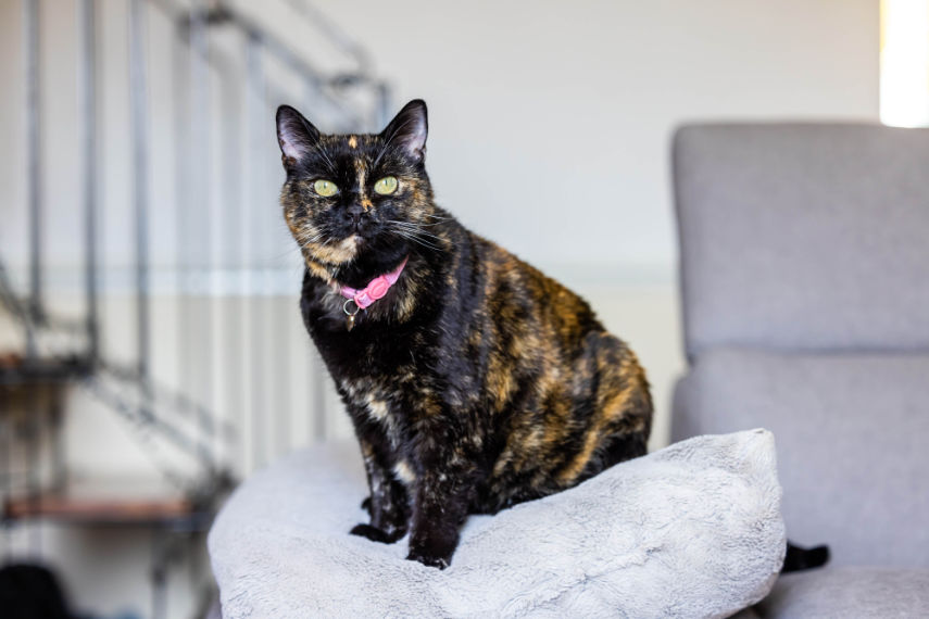 Poole cat Misty wins prestigious award