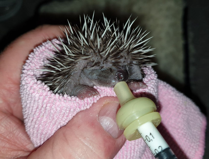 Cost of Living crisis hits Poole hedgehog charity