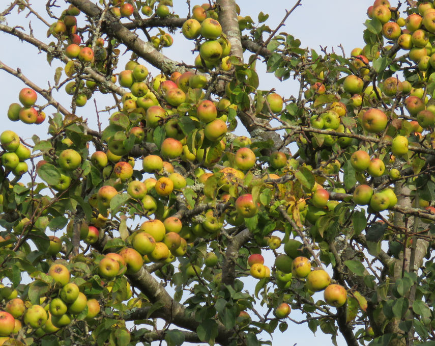 4,000 trees to be planted across BCP Council area