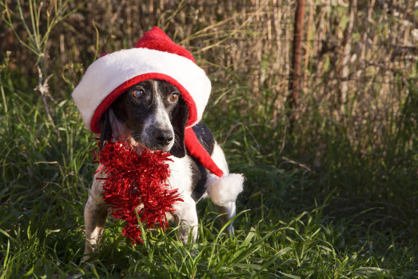 Is Dog River A Real Place