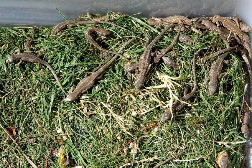 Rare sand lizards released to populate Winfrith Heath