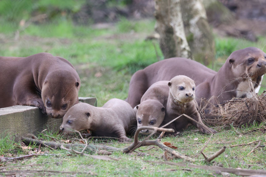 Giant otter gives birth to quadruplets at New Forest Wildlife Park