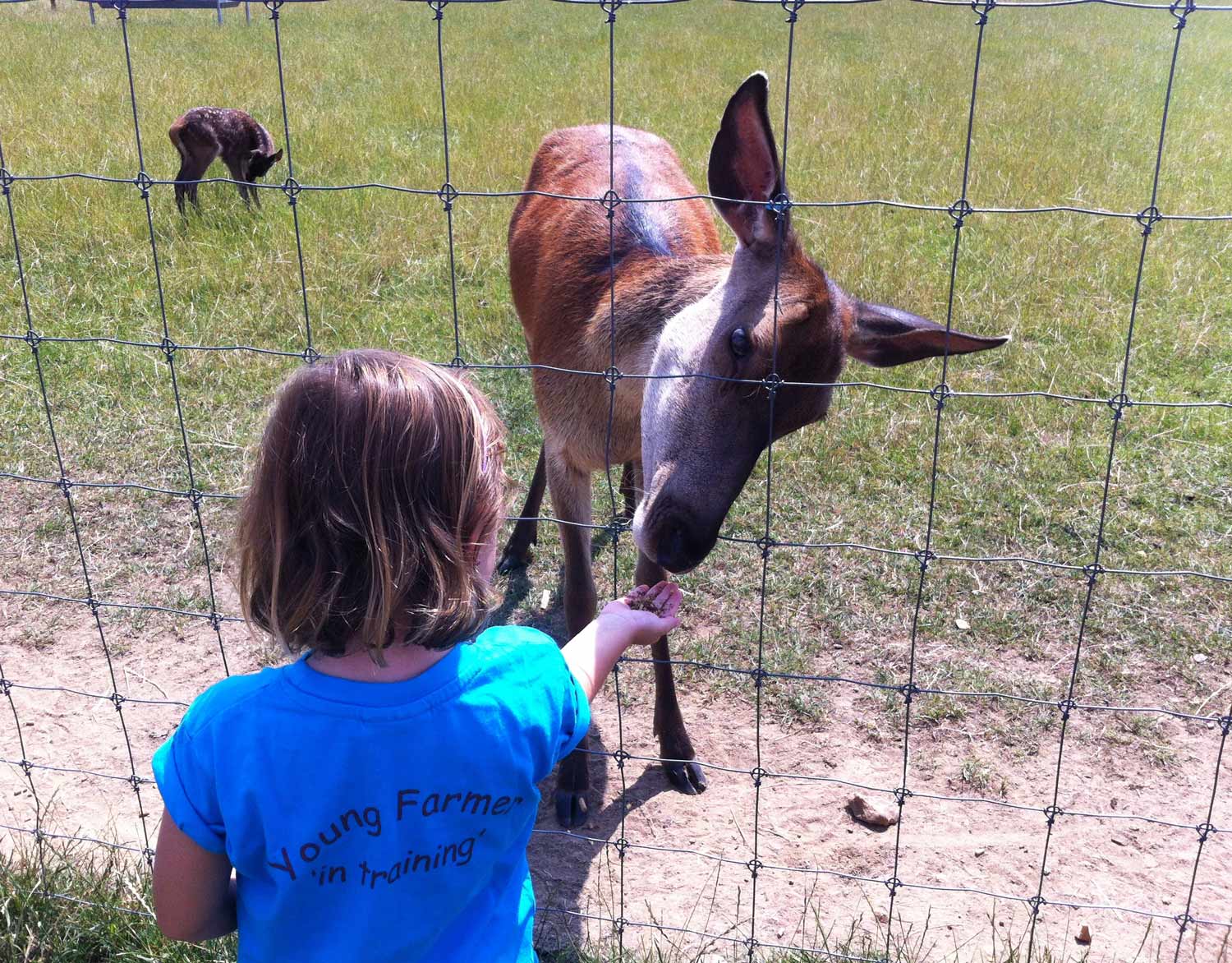 Dorset farm to close popular deer-feeding experience - Dorset View