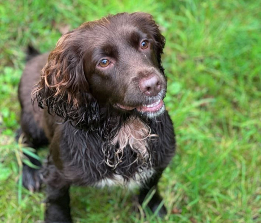 Digital dogs help to solve crime in Dorset